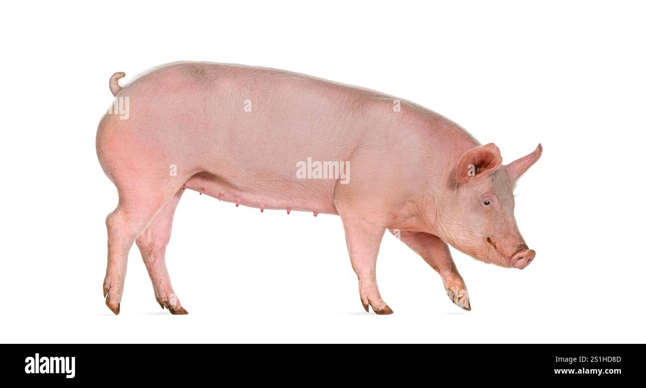Side view of a Domestic pig walking, isolated on white Stock Photo - Alamy