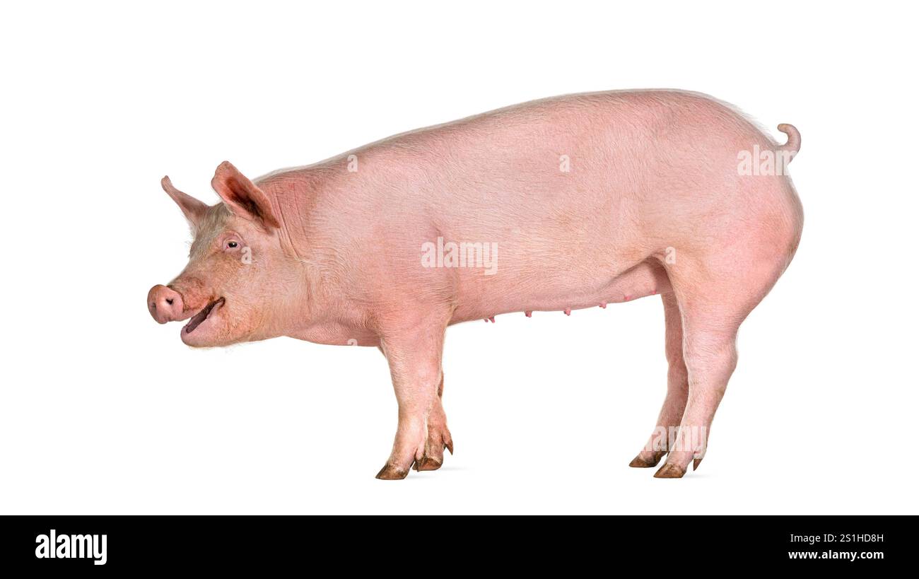 Side view of a Laughing pig Domestic pig with his mouth open, isolated ...