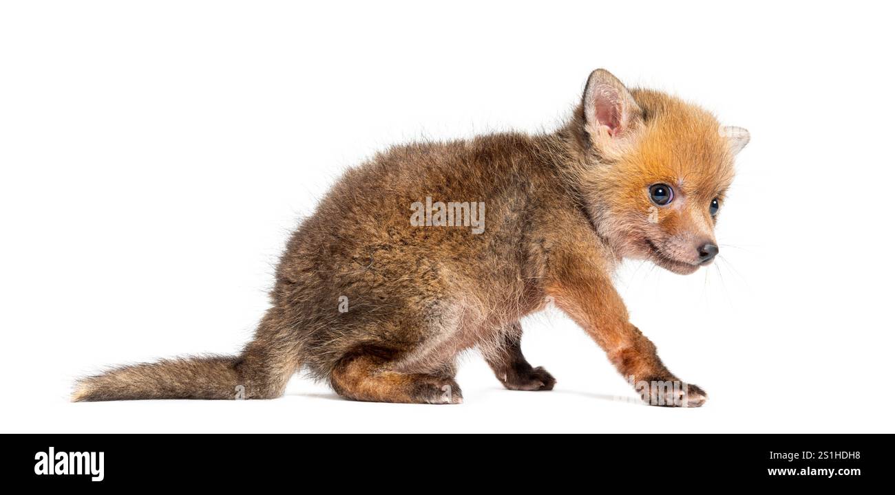 Rear view of a Sitting five weeks old Red fox cub, isolated on white ...