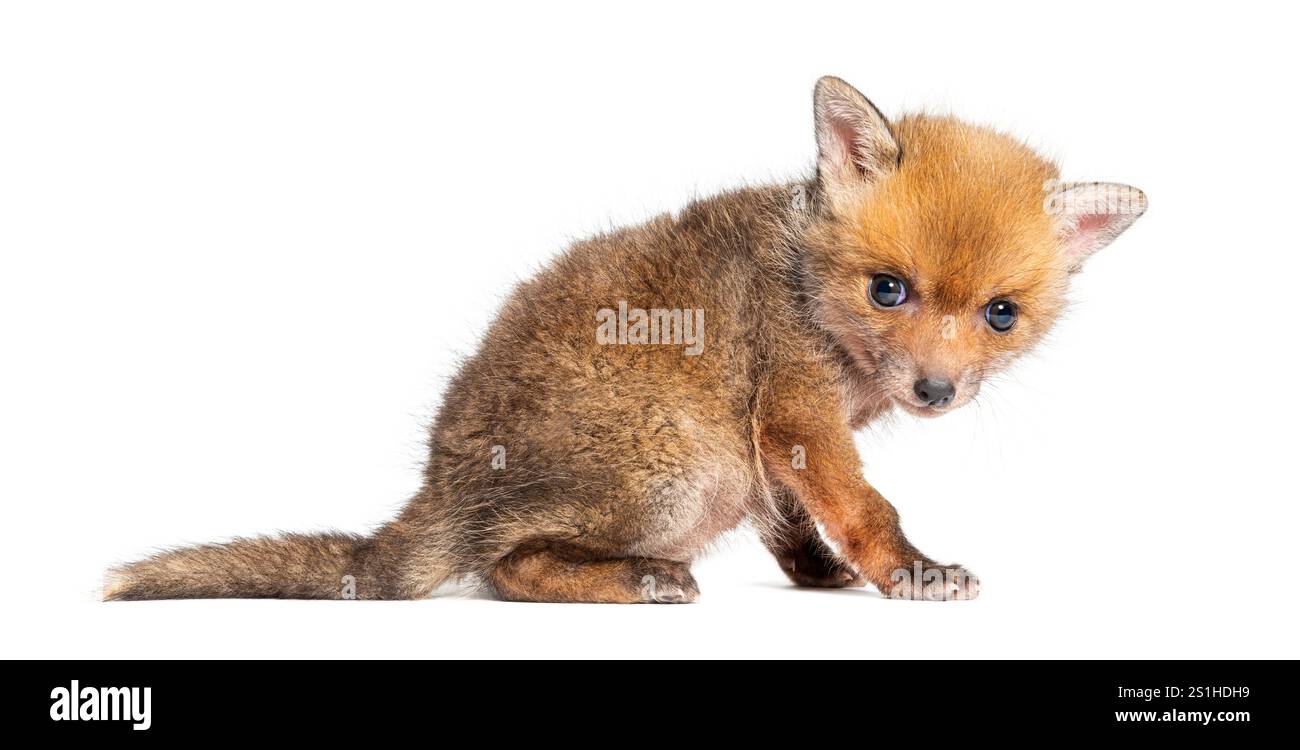 Rear view of a Sitting five weeks old Red fox cub, isolated on white ...
