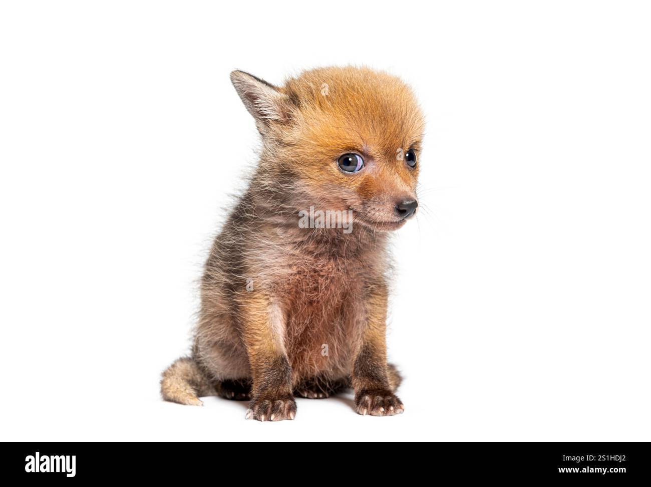 Cute Sitting five weeks old Red fox cub looking at the camera, isolated ...