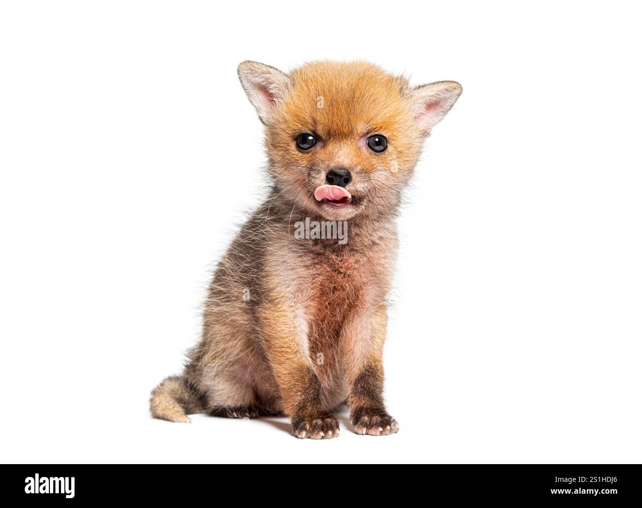 Sitting five weeks old Red fox cub licking its lips, isolated on white ...