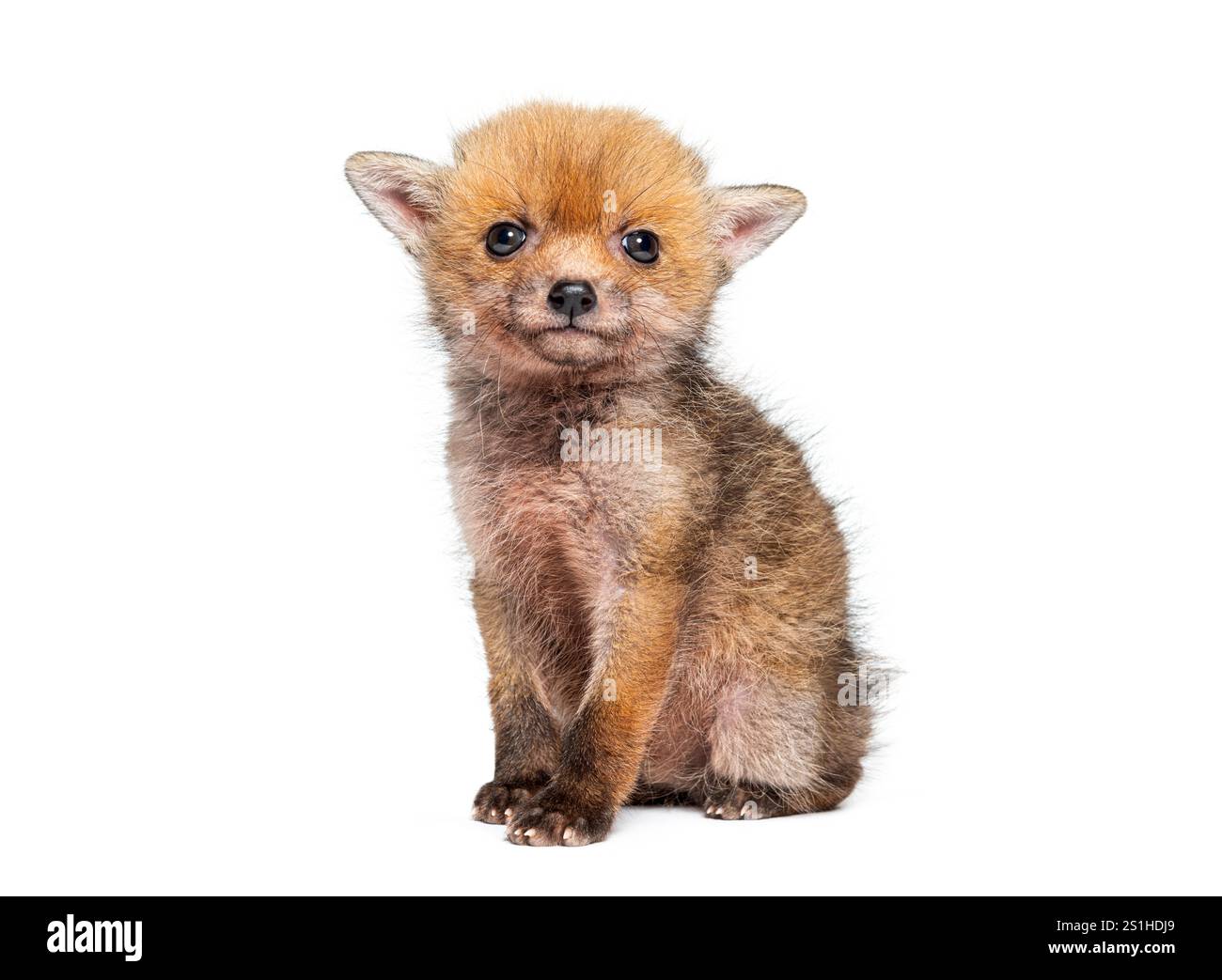 Fragile looking Cut Out Stock Images & Pictures - Alamy