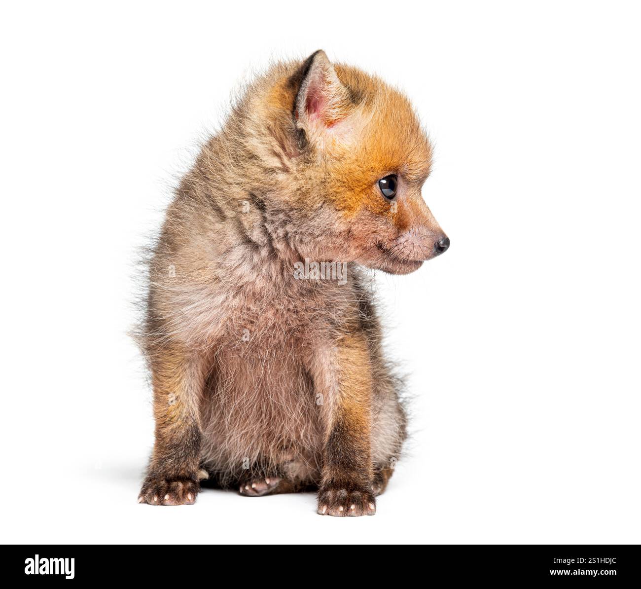 Sitting five weeks old Red fox cub looking away, isolated on white ...