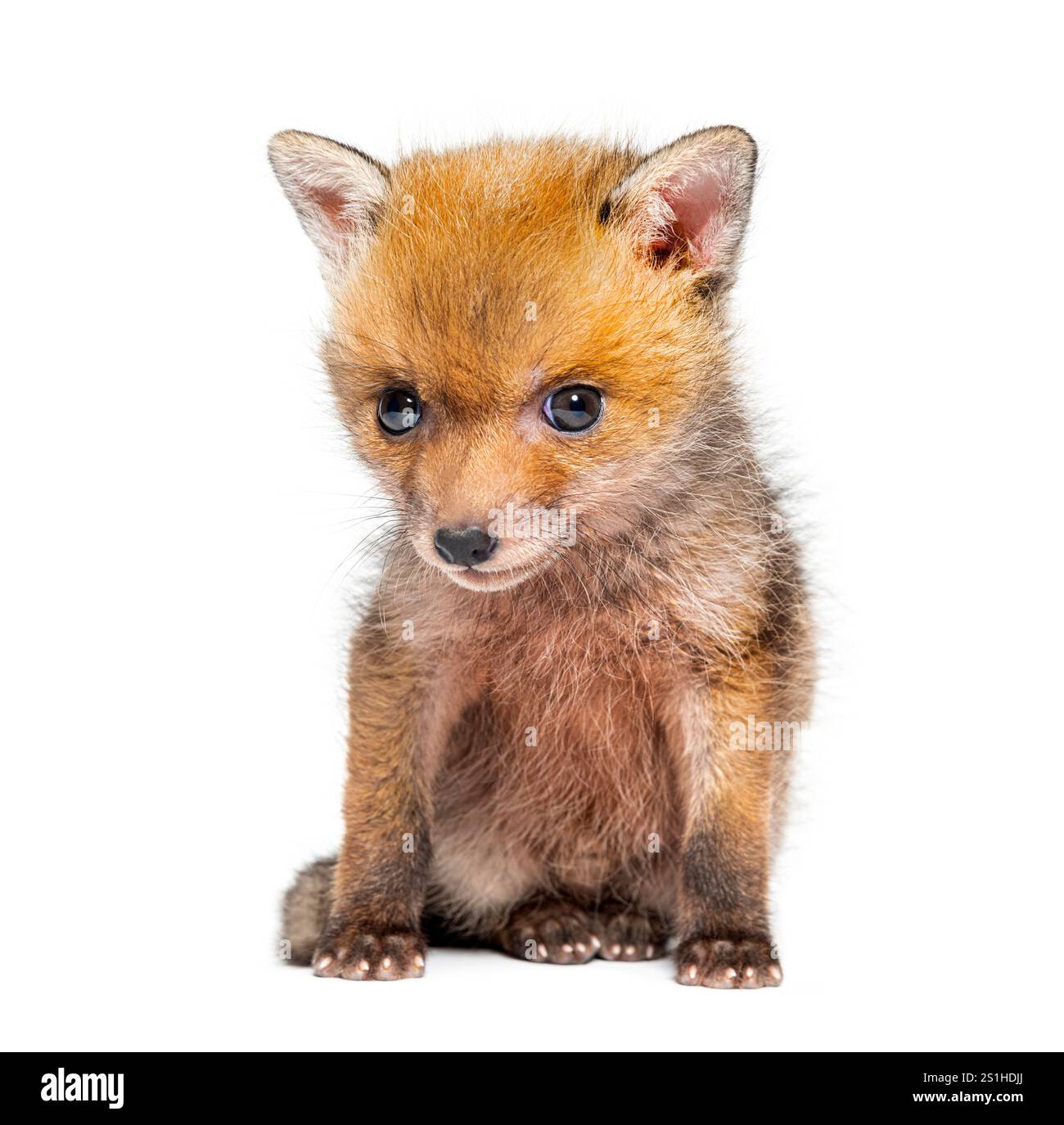 Sitting five weeks old Red fox cub, isolated on white Stock Photo - Alamy