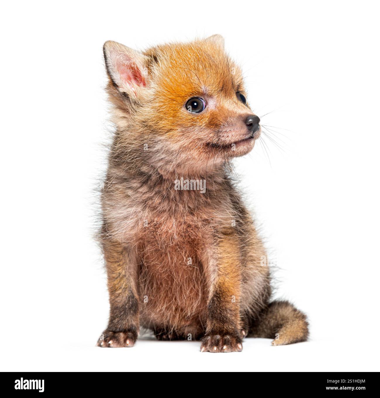 Sitting five weeks old Red fox cub looking up, isolated on white Stock ...