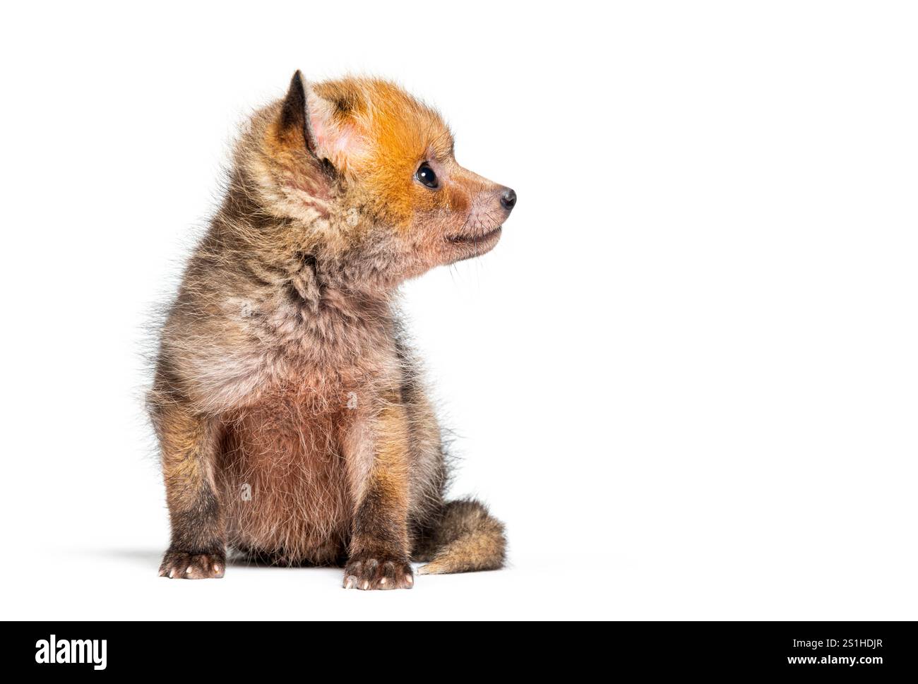 Sitting five weeks old Red fox cub looking up, isolated on white Stock ...