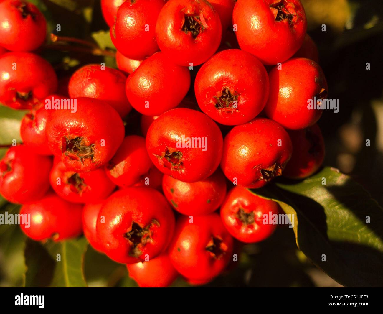 A bunch of red berries on a plant. The berries are small and round ...