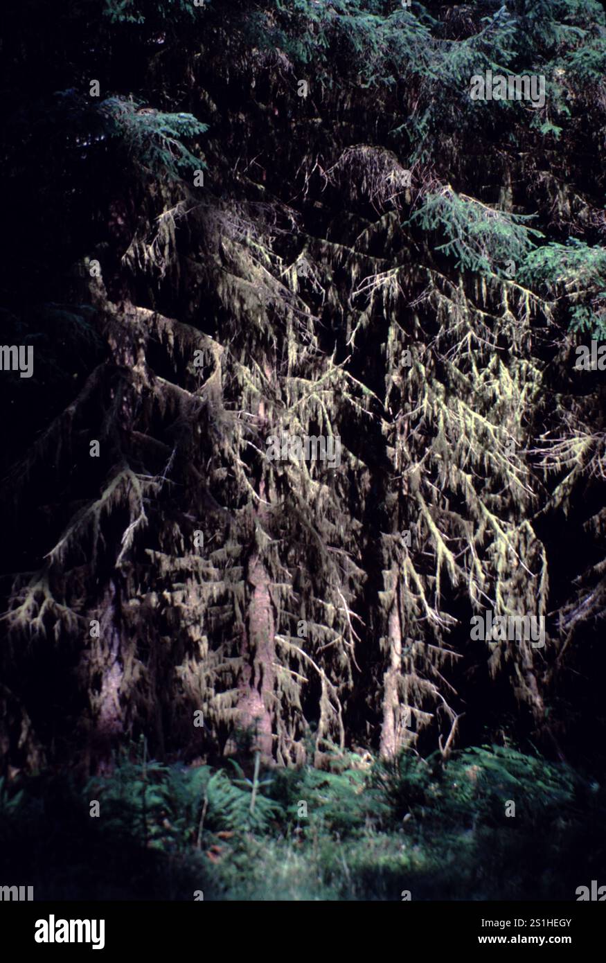 Olympic National Park, WA. U.S.A. Hoh Rain Forest. 1980. Almost 130 ...