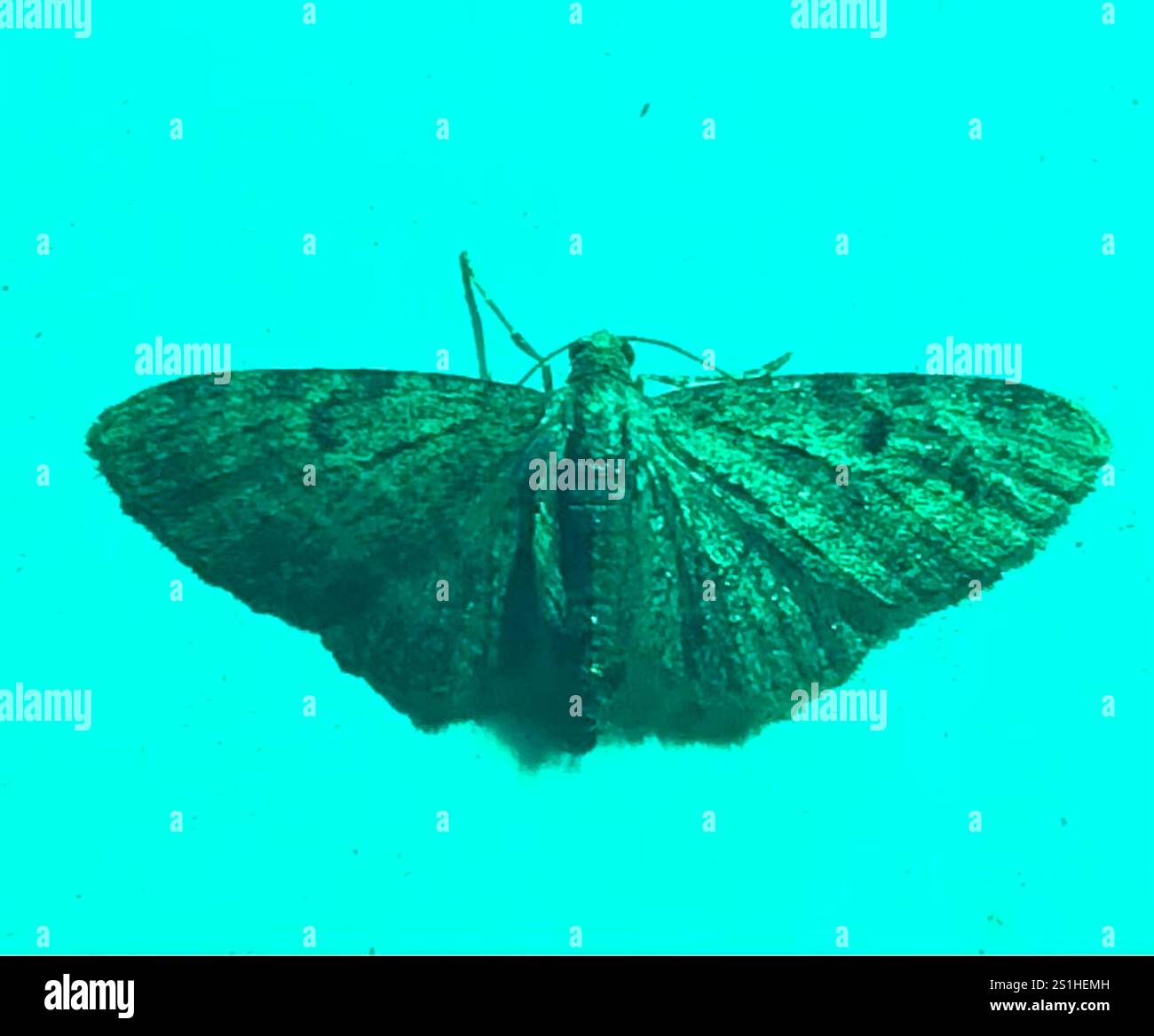 Common Eupithecia Moth (Eupithecia miserulata Stock Photo - Alamy