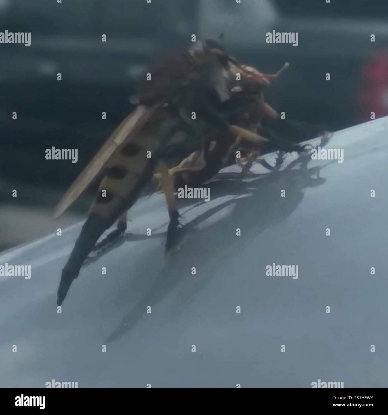 Red-footed Cannibal Fly (Promachus rufipes Stock Photo - Alamy