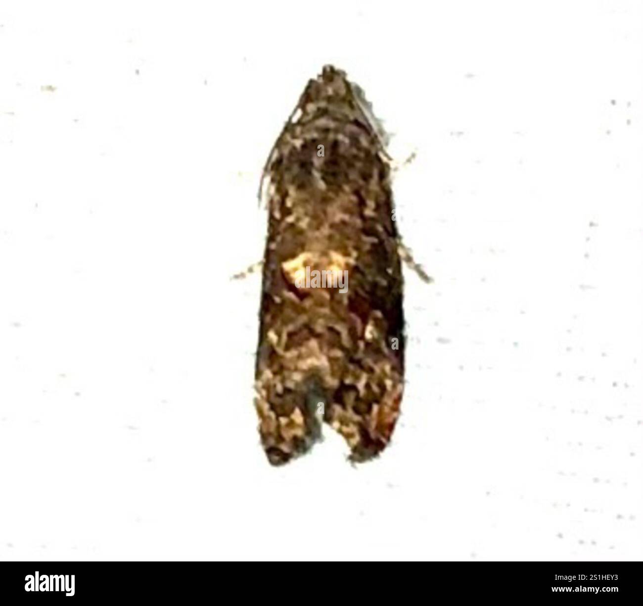 Verbena Bud Moth (Endothenia hebesana Stock Photo - Alamy