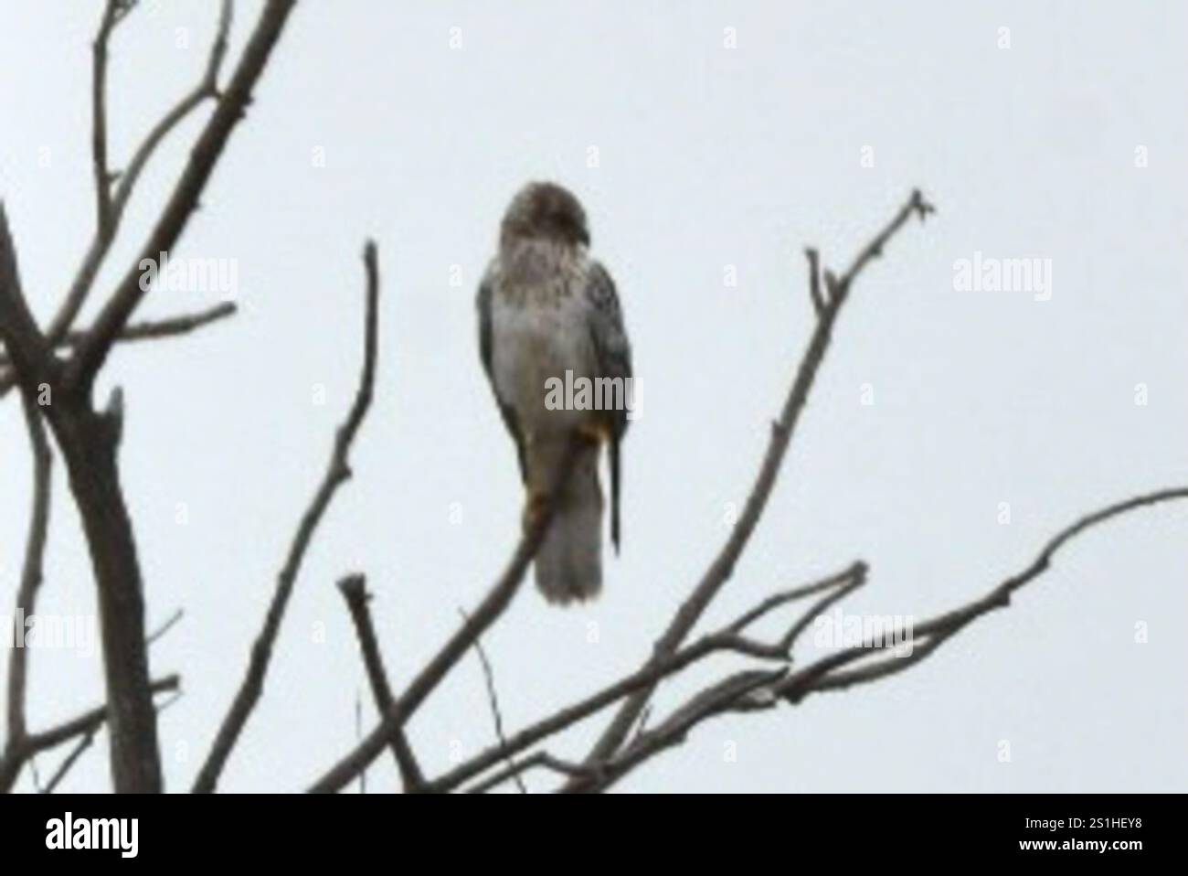 Eastern Marsh Harrier (Circus spilonotus Stock Photo - Alamy