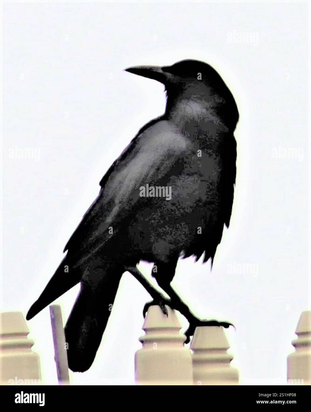 Cape Crow (Corvus capensis Stock Photo - Alamy