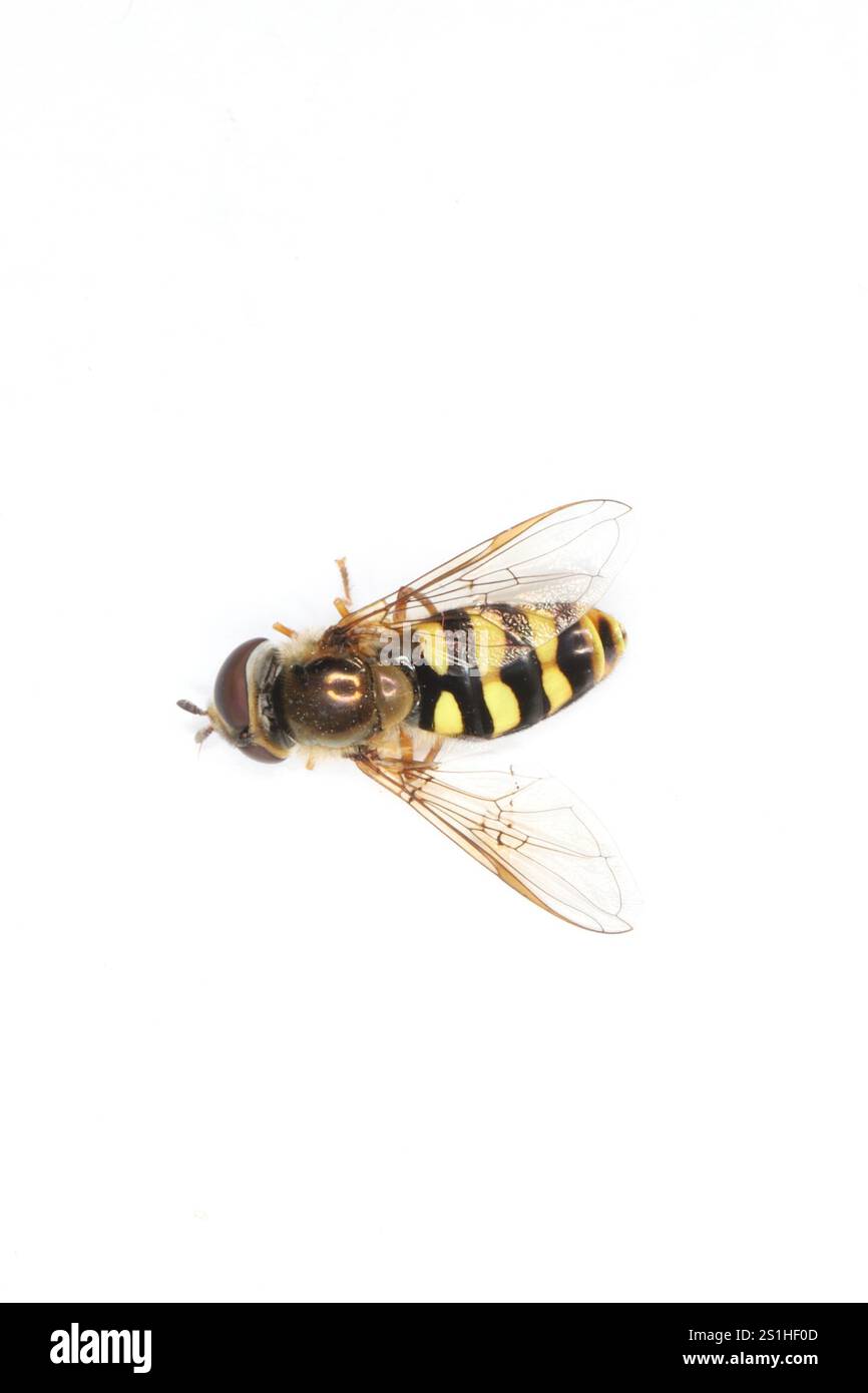 Metasyrphus hi-res stock photography and images - Alamy