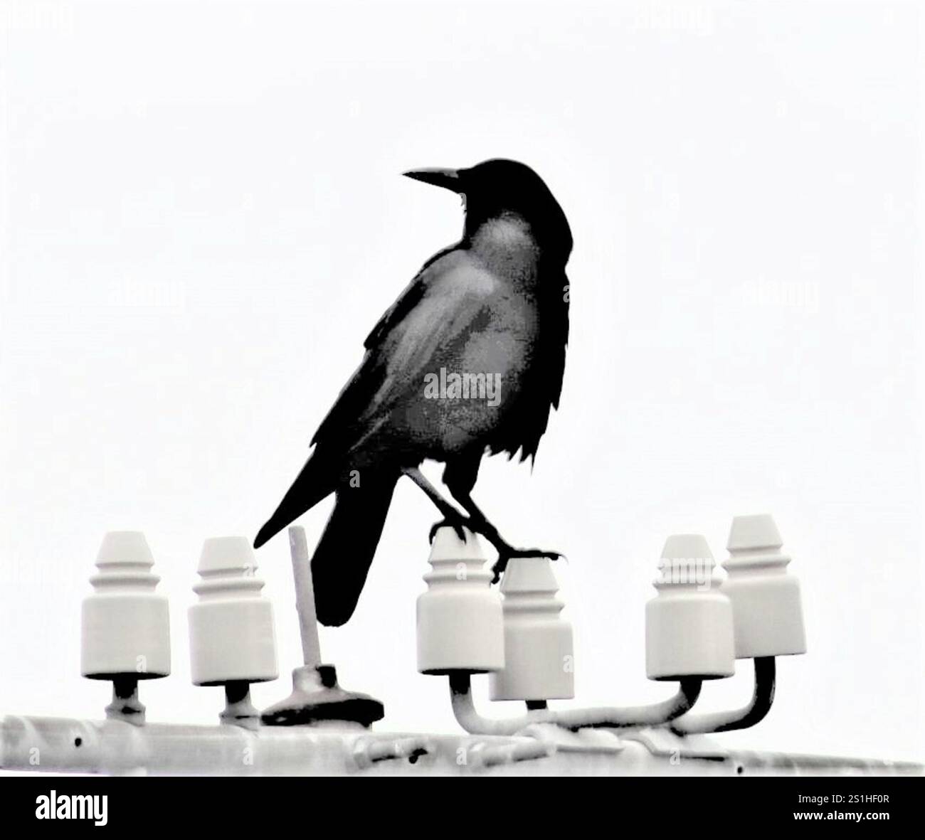 Cape Crow (Corvus capensis Stock Photo - Alamy