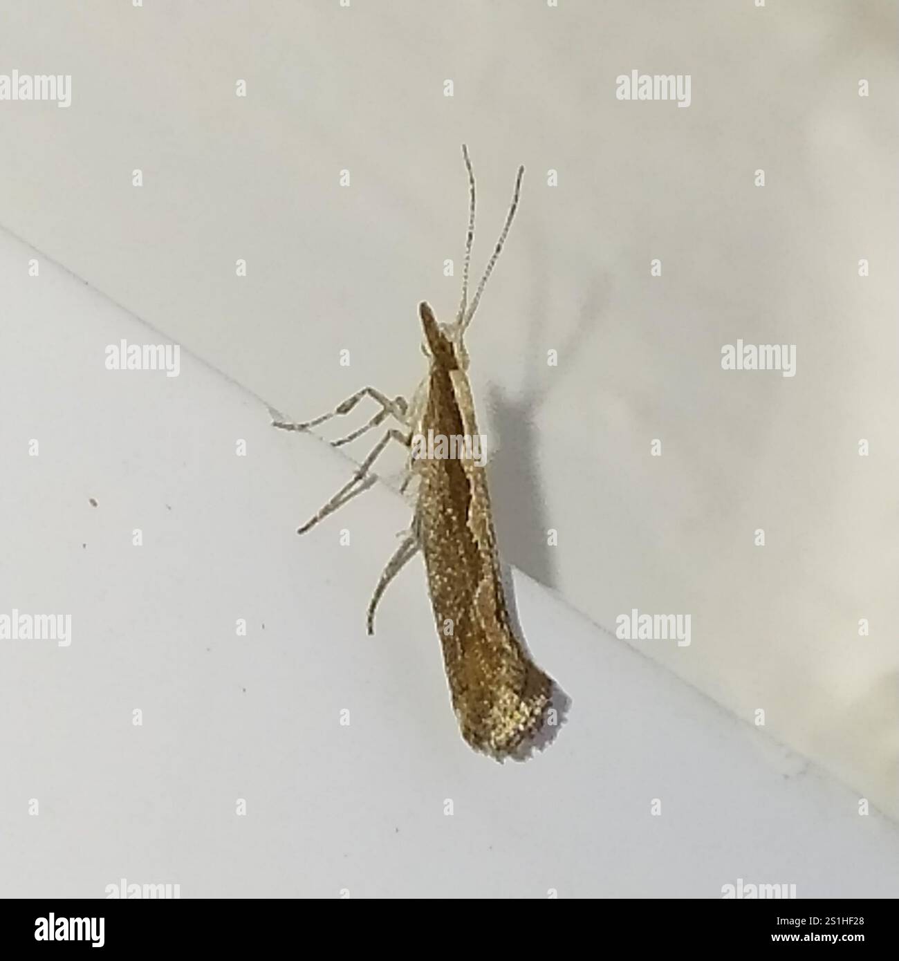 Diamondback Moth (Plutella xylostella Stock Photo - Alamy