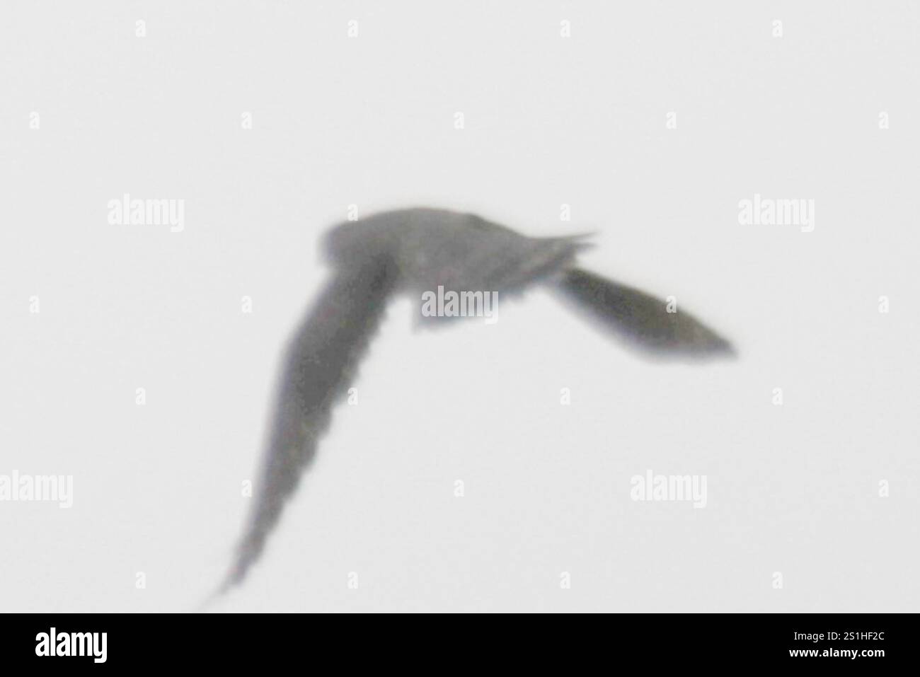 Taiga Merlin (Falco columbarius columbarius Stock Photo - Alamy