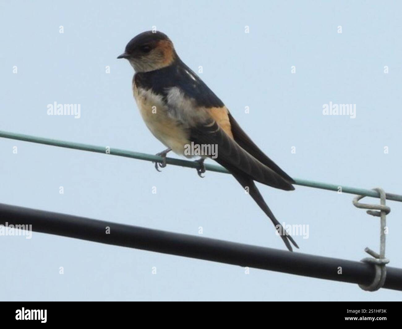 Eastern Red-rumped Swallow (Cecropis daurica Stock Photo - Alamy