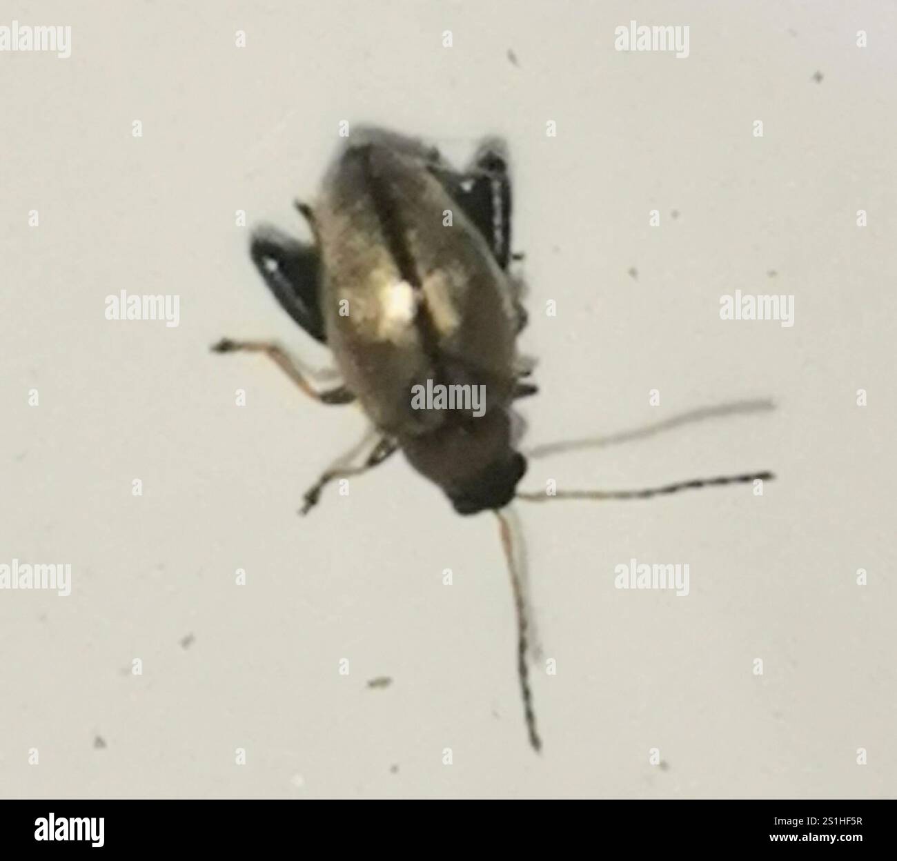 Flea Beetles (Alticini Stock Photo - Alamy