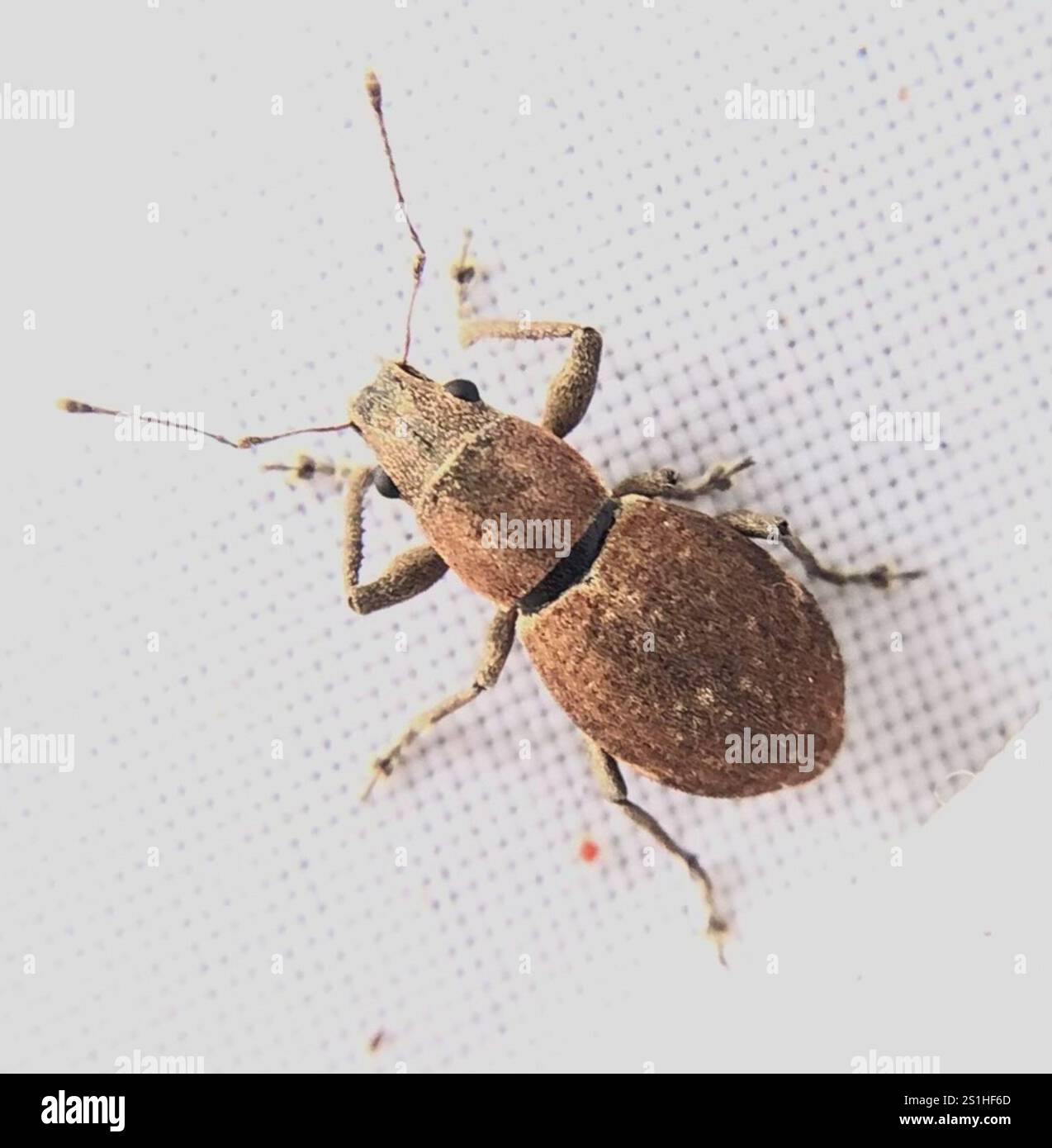 Rose weevil hi-res stock photography and images - Alamy