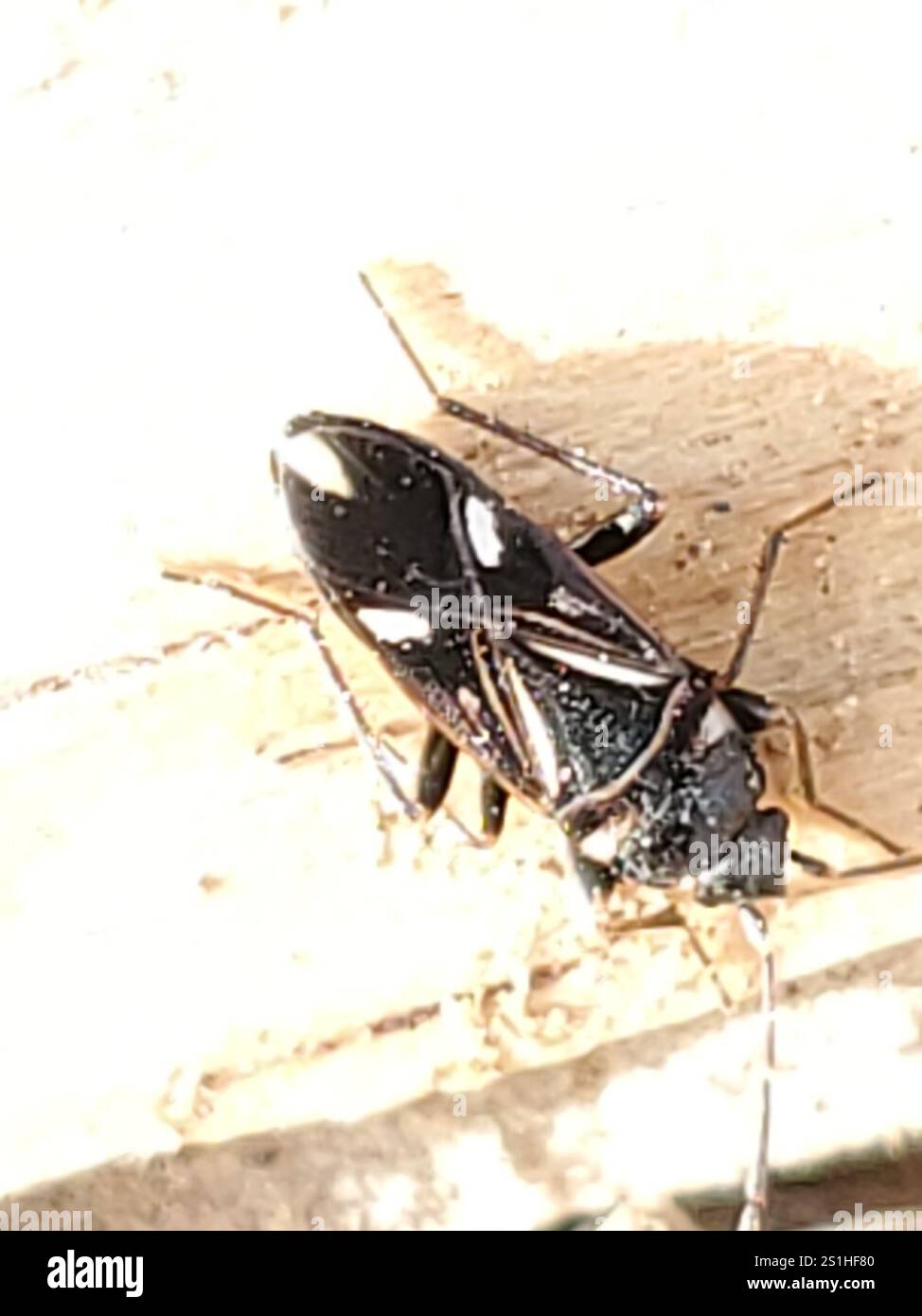 white-spotted groundbug (Raglius alboacuminatus Stock Photo - Alamy