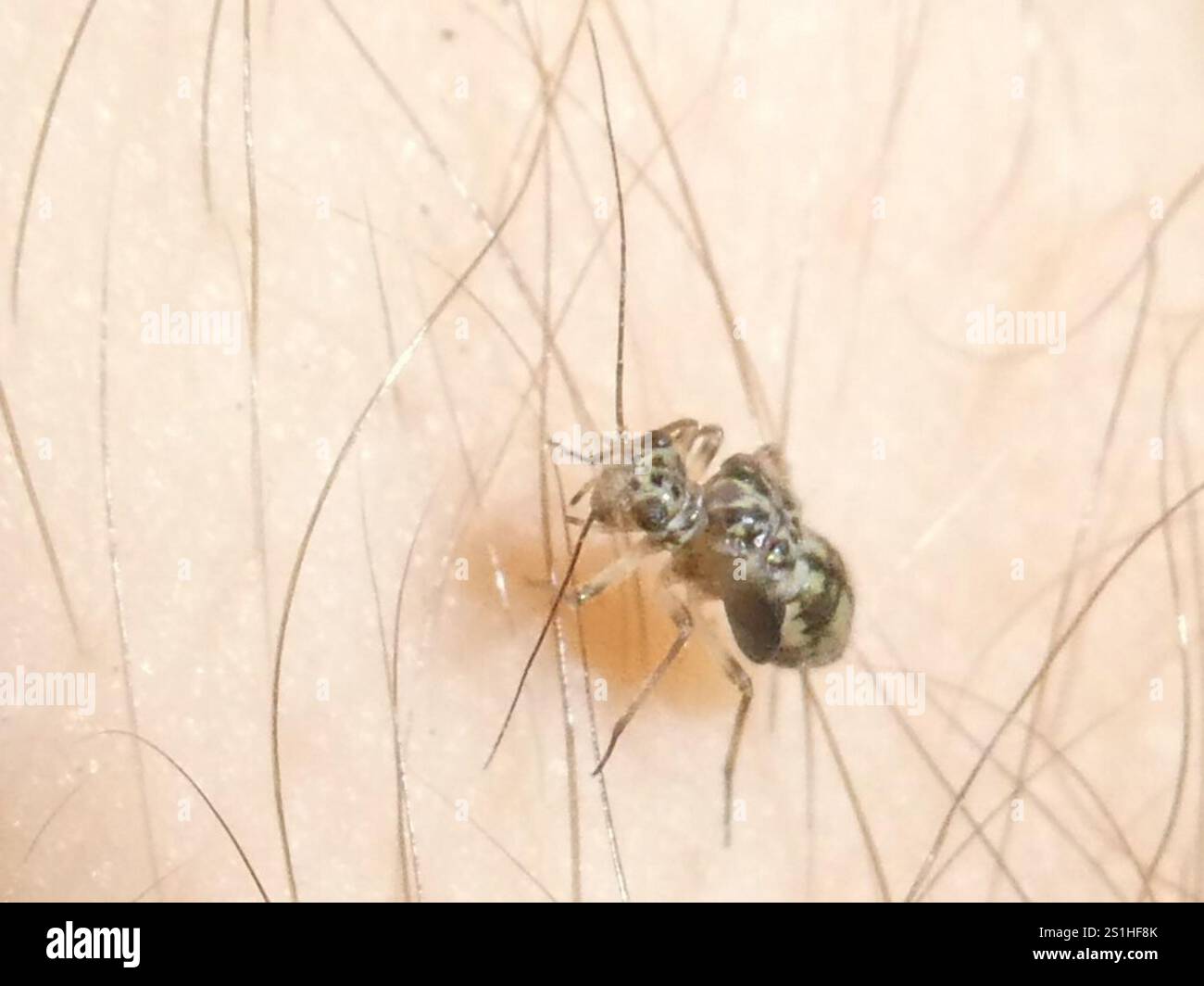 Barklice, Booklice, and Parasitic Lice (Psocodea Stock Photo - Alamy