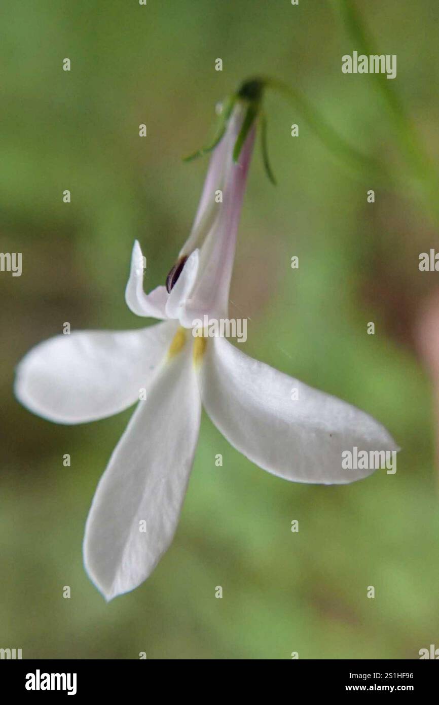 Wing White Lobelia (Lobelia pteropoda Stock Photo - Alamy