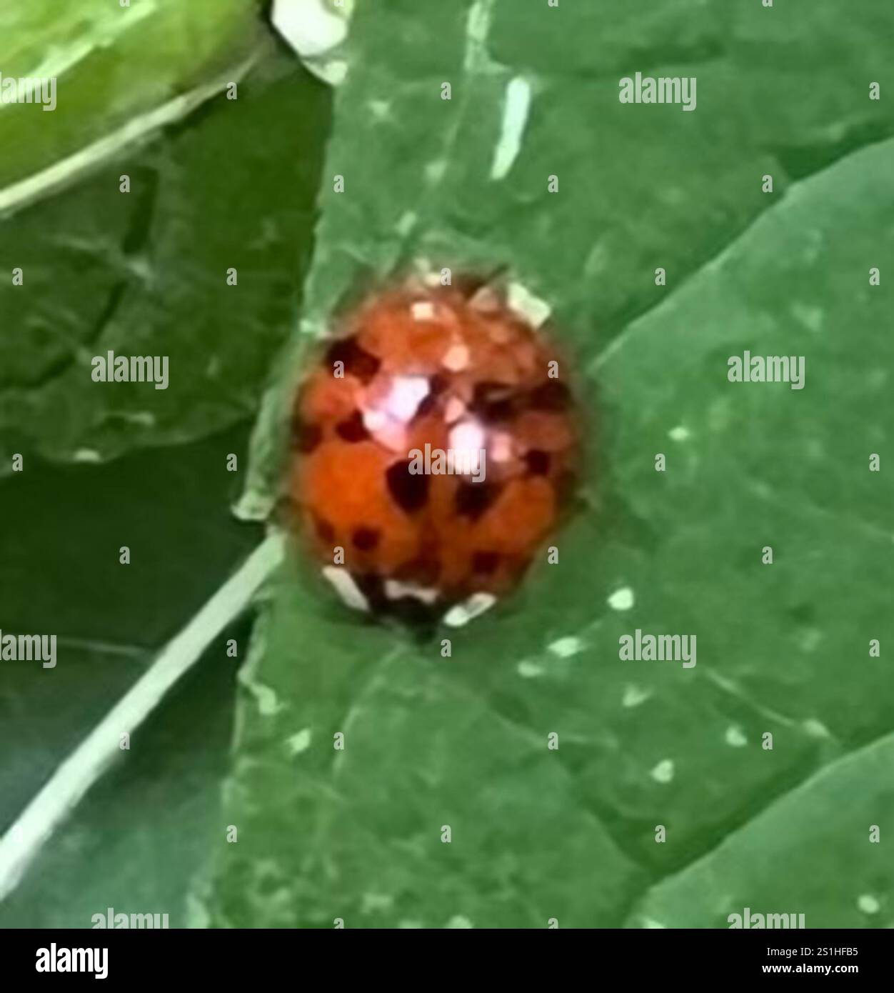 Asian Lady Beetle (Harmonia axyridis Stock Photo - Alamy