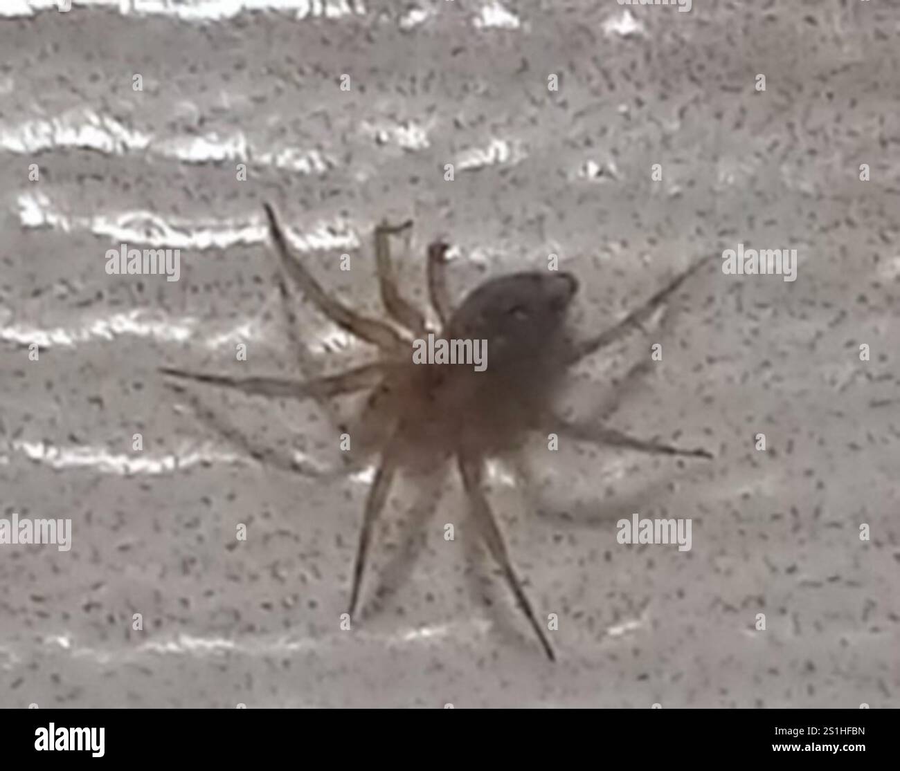 Wall Spiders (Oecobius Stock Photo - Alamy