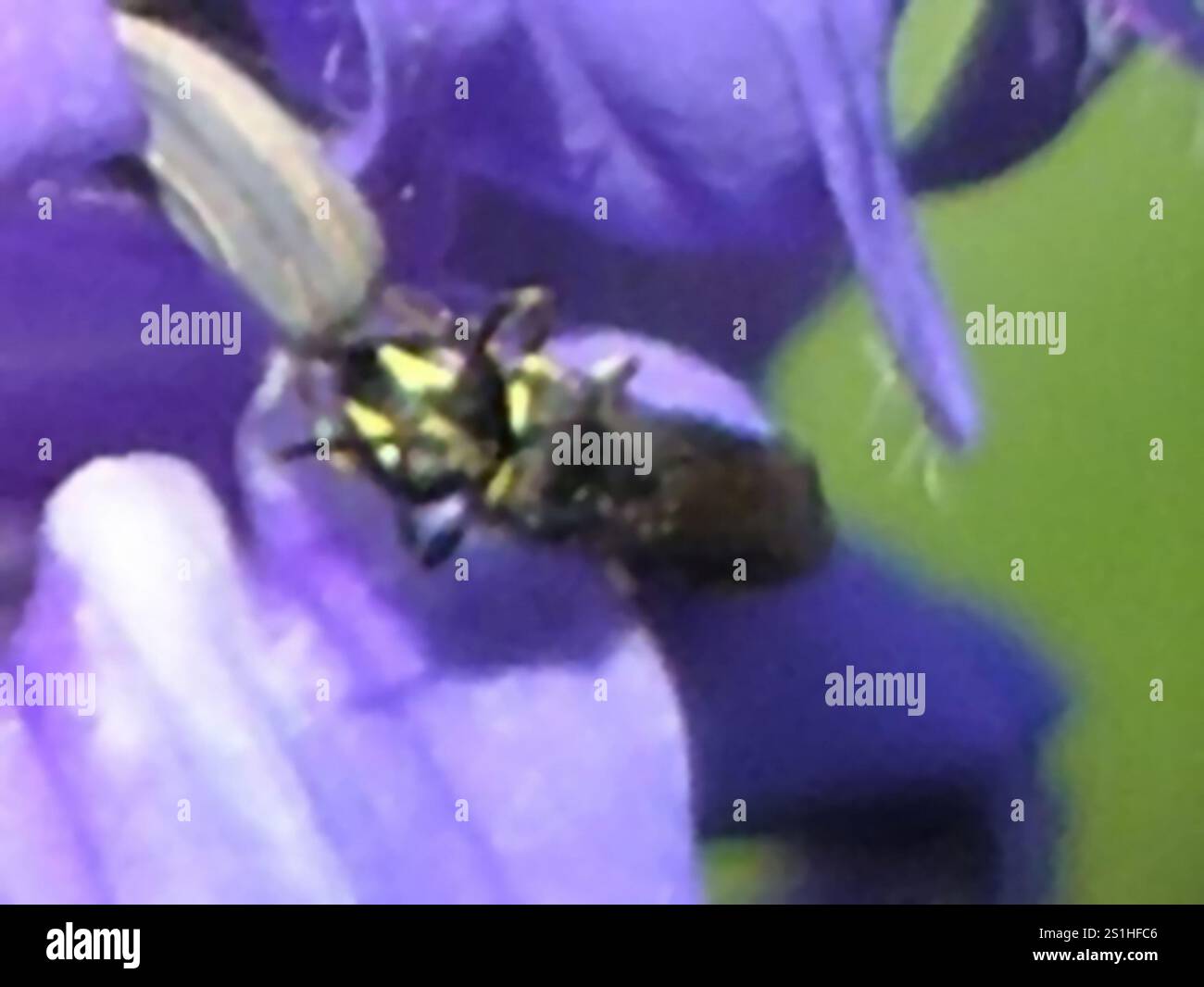 Masked Bees (Hylaeus Stock Photo - Alamy
