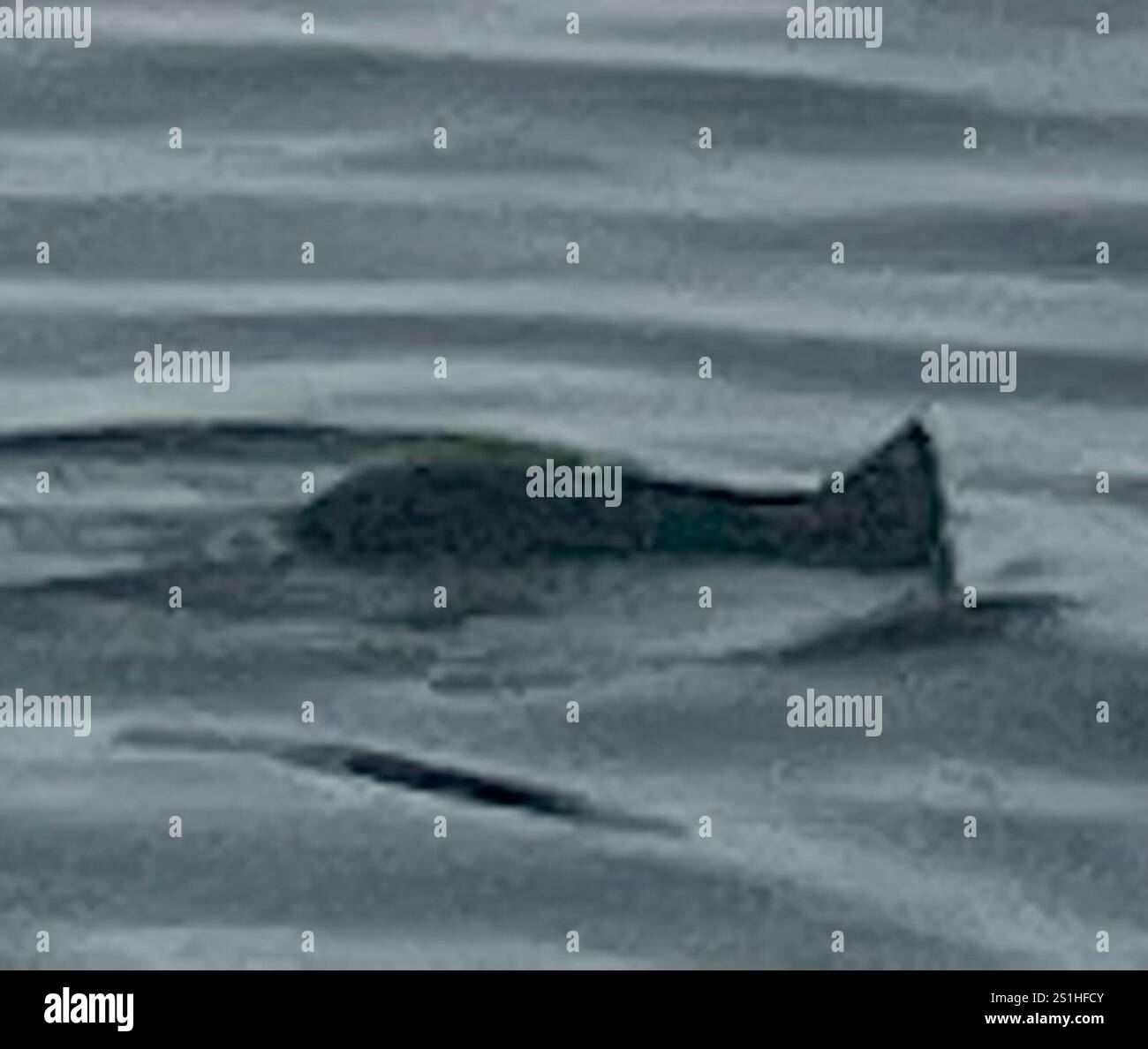 Dall's Porpoise (Phocoenoides dalli Stock Photo - Alamy