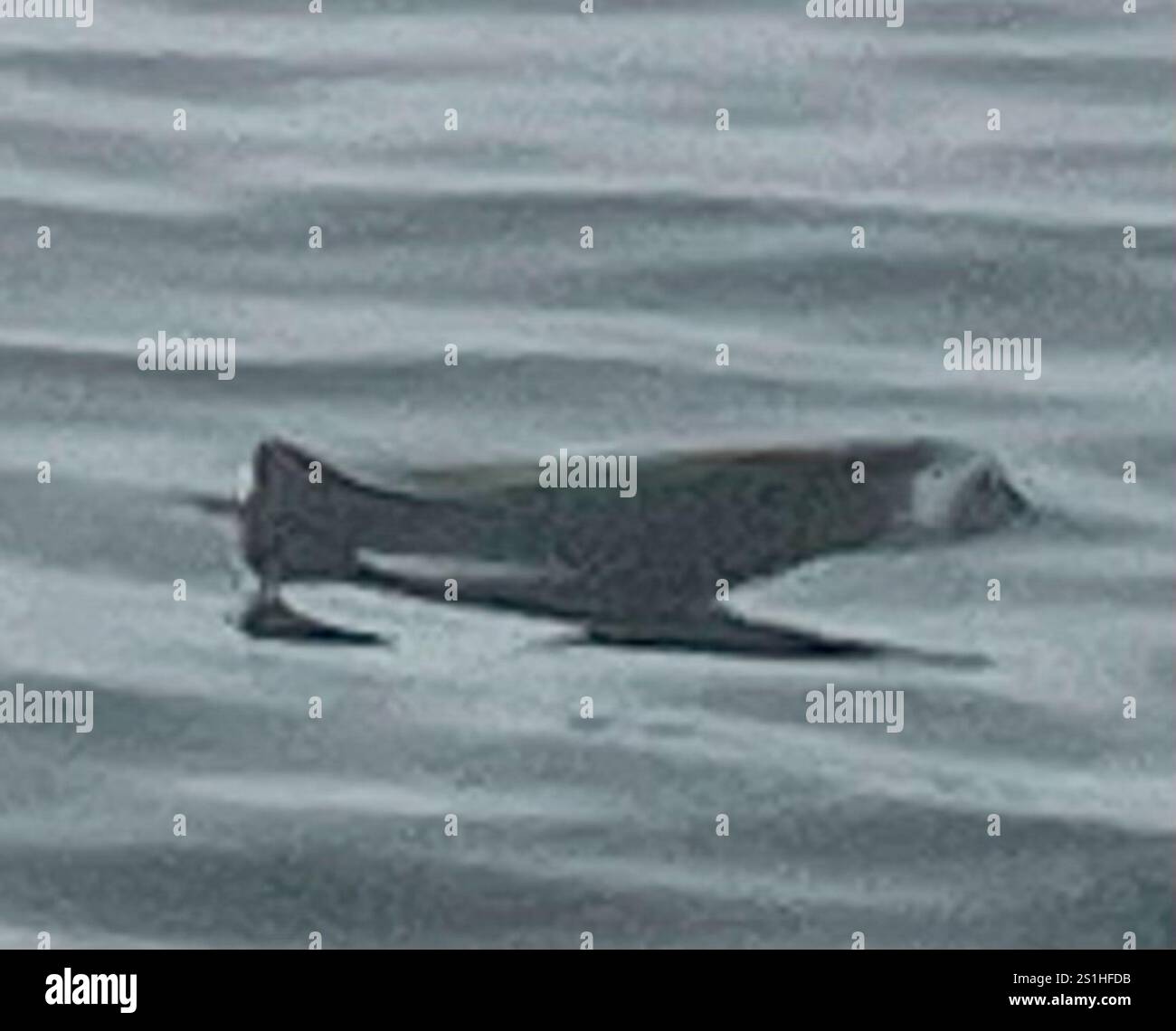 Dall's Porpoise (Phocoenoides dalli Stock Photo - Alamy