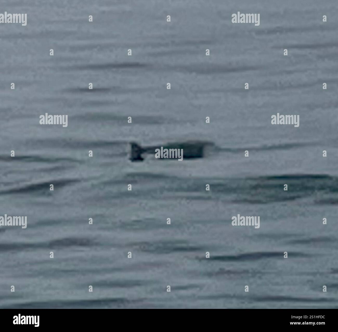 Dall's Porpoise (Phocoenoides dalli Stock Photo - Alamy