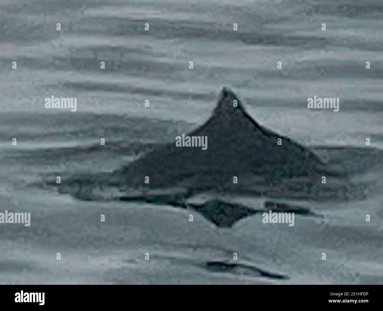 Dall's Porpoise (Phocoenoides dalli Stock Photo - Alamy