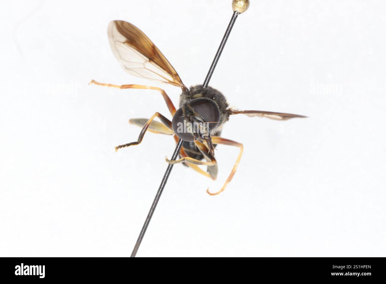 Four-lined Hornet Fly (Spilomyia sayi Stock Photo - Alamy
