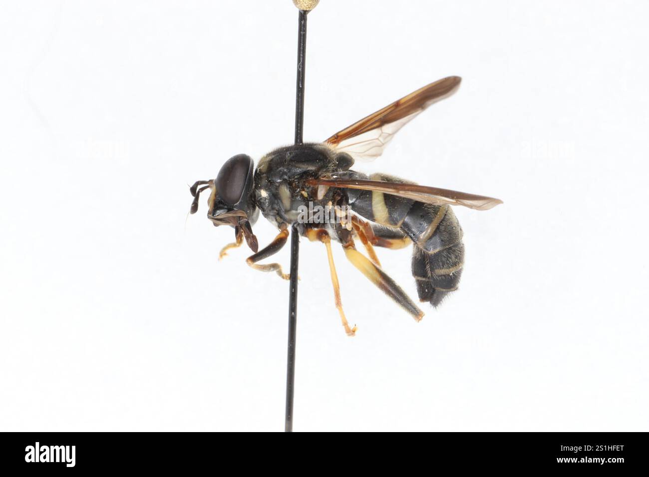 Four-lined Hornet Fly (Spilomyia sayi Stock Photo - Alamy