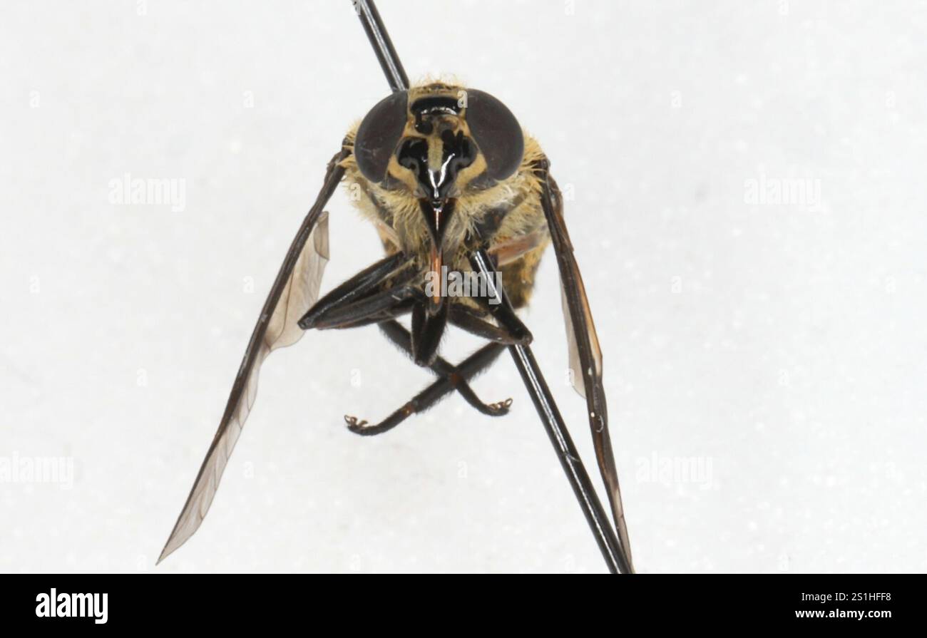 Bothersome Deer Fly (Chrysops excitans Stock Photo - Alamy