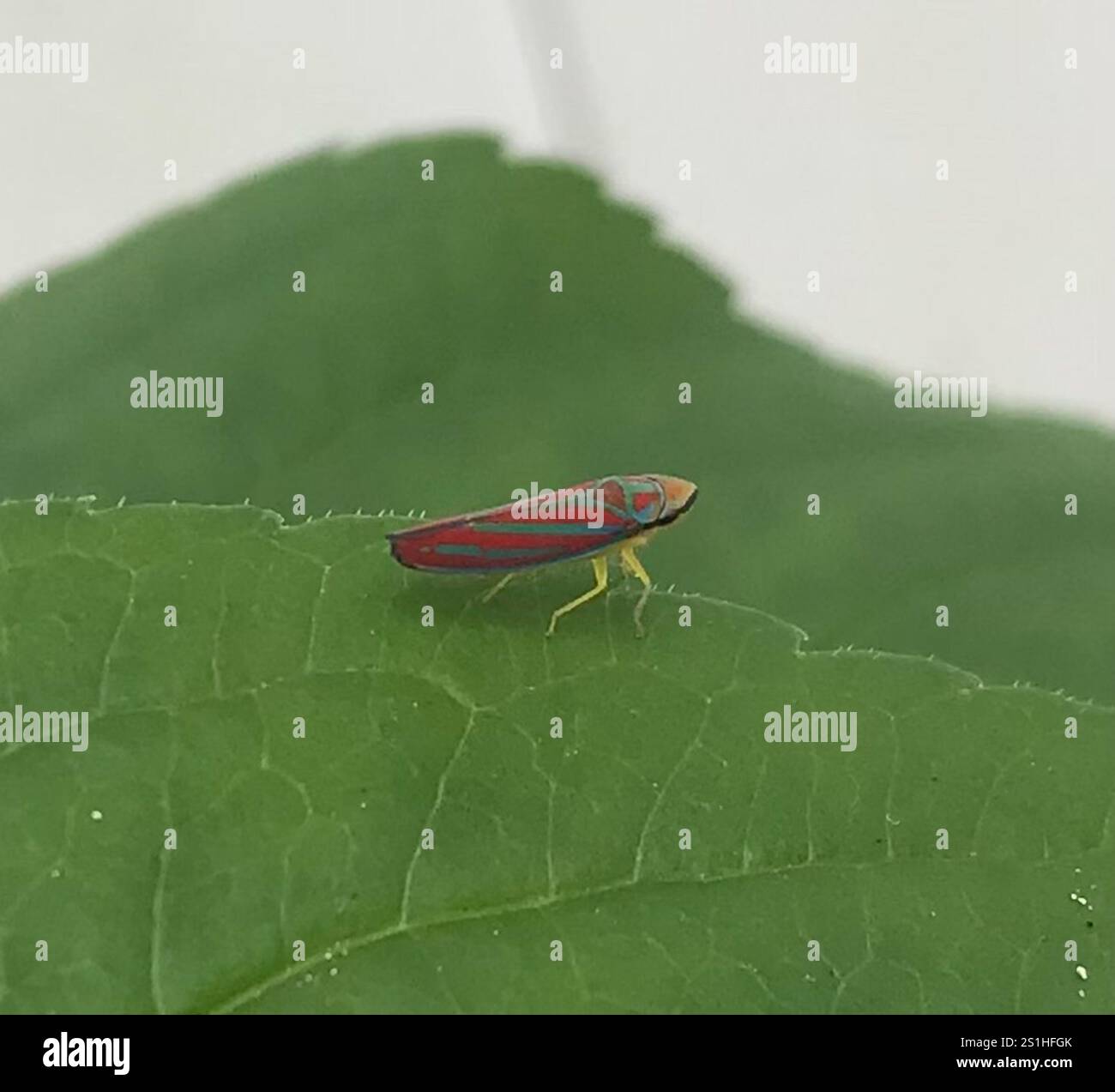 Red-banded Leafhopper (Graphocephala coccinea Stock Photo - Alamy