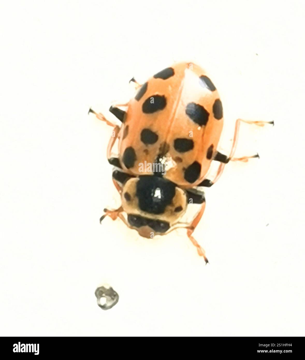 Thirteen-spotted Lady Beetle (Hippodamia tredecimpunctata Stock Photo ...