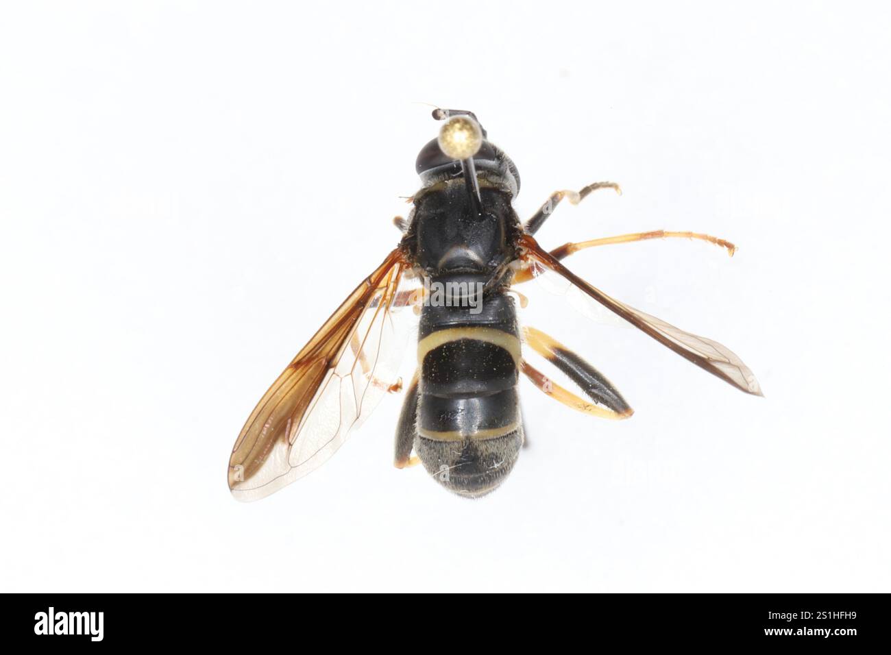 Four-lined Hornet Fly (Spilomyia sayi Stock Photo - Alamy