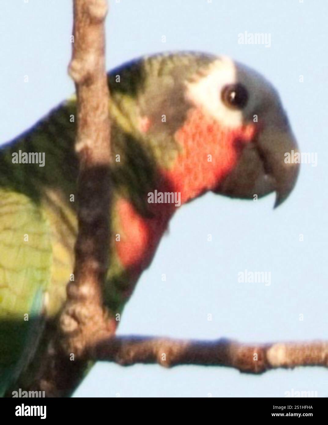 Cuban Amazon (Amazona leucocephala Stock Photo - Alamy