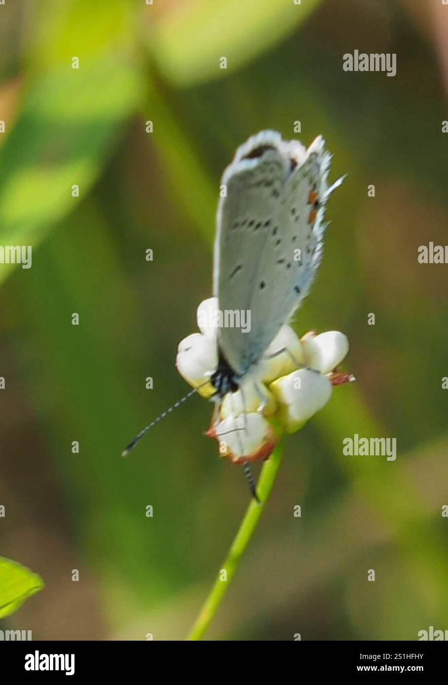Eastern Tailed-Blue (Cupido comyntas Stock Photo - Alamy