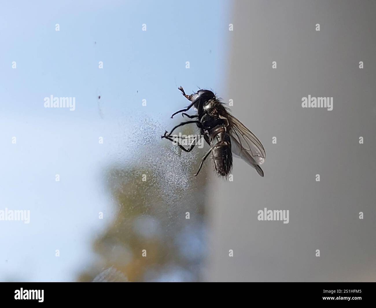 Fly Death Fungi (Entomophthora muscae Stock Photo - Alamy