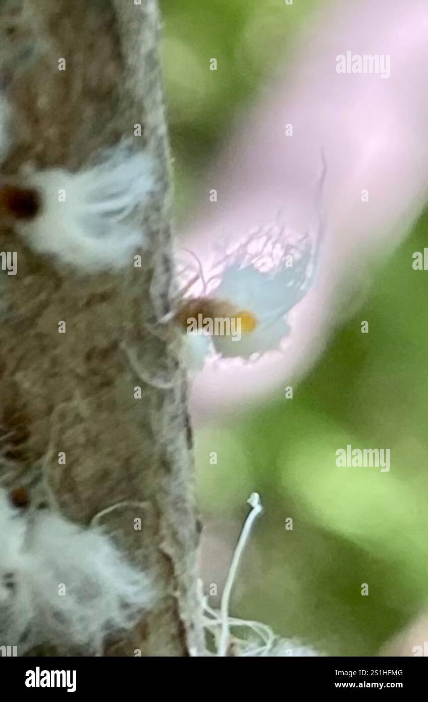 Beech Blight Aphid (Grylloprociphilus imbricator Stock Photo - Alamy