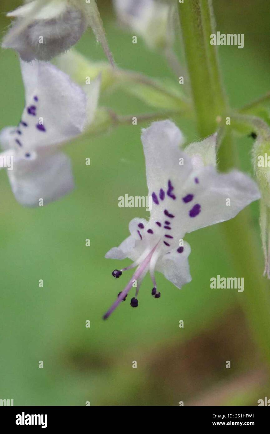 pink fly bush (Plectranthus fruticosus Stock Photo - Alamy