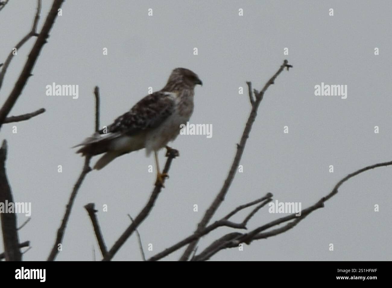 Eastern Marsh Harrier (Circus spilonotus Stock Photo - Alamy
