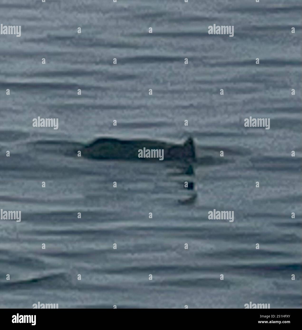 Dall's Porpoise (Phocoenoides dalli Stock Photo - Alamy