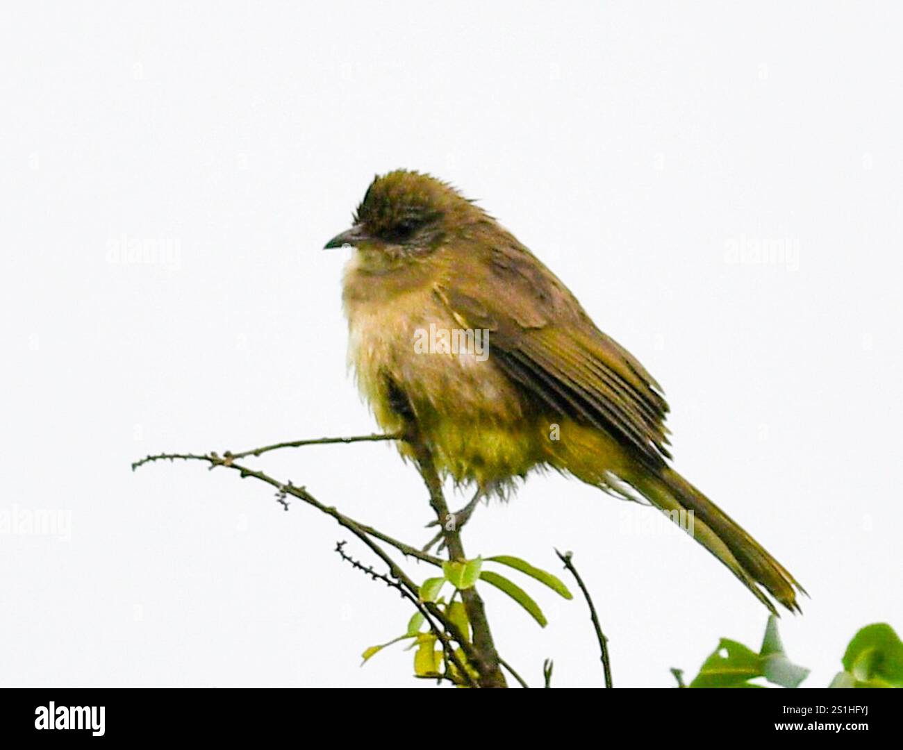 Streak-eared Bulbul (Pycnonotus conradi Stock Photo - Alamy