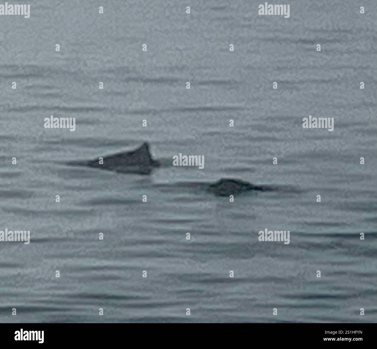 Dall's Porpoise (Phocoenoides dalli Stock Photo - Alamy